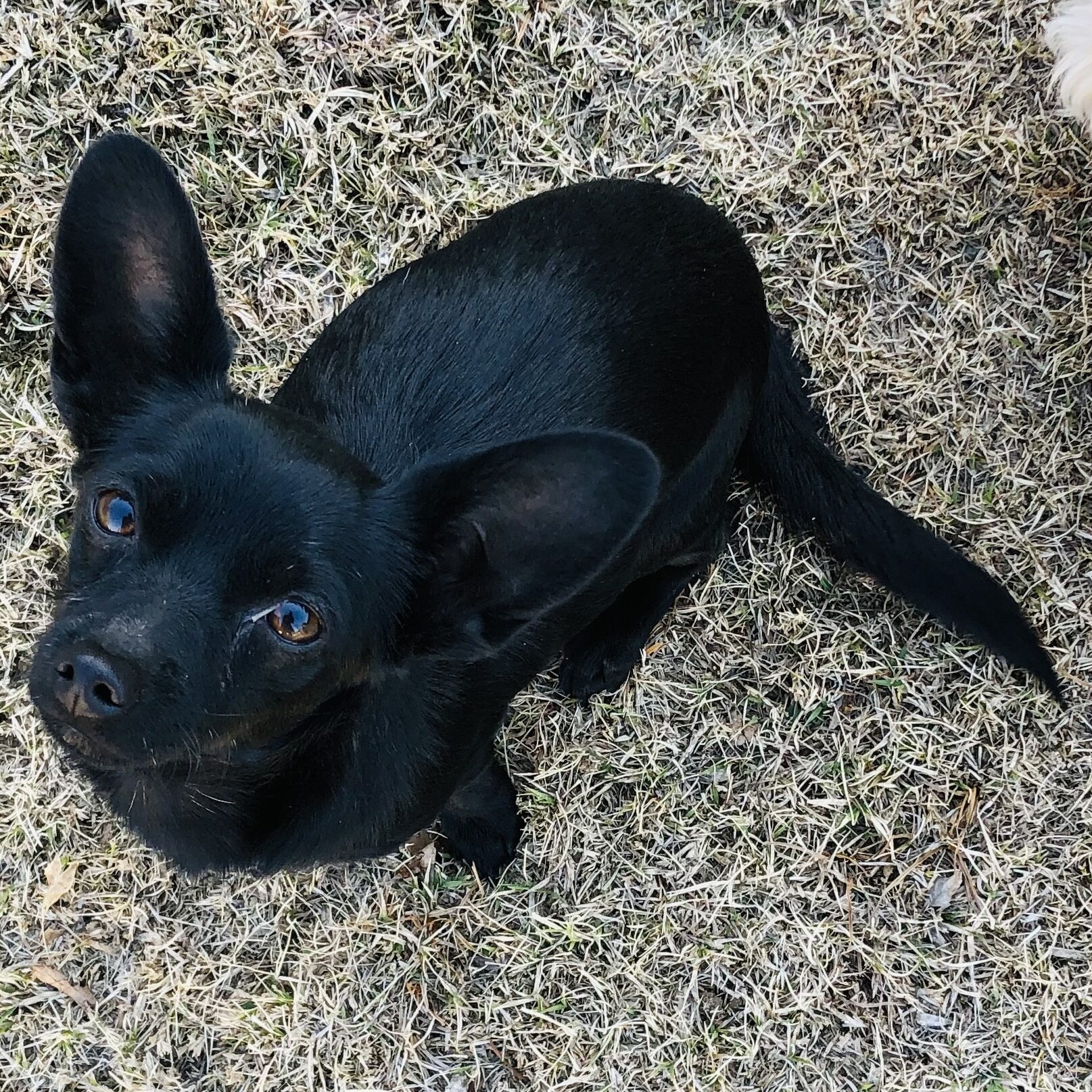 Schipperke Archives - Home to Home Animal Adoption