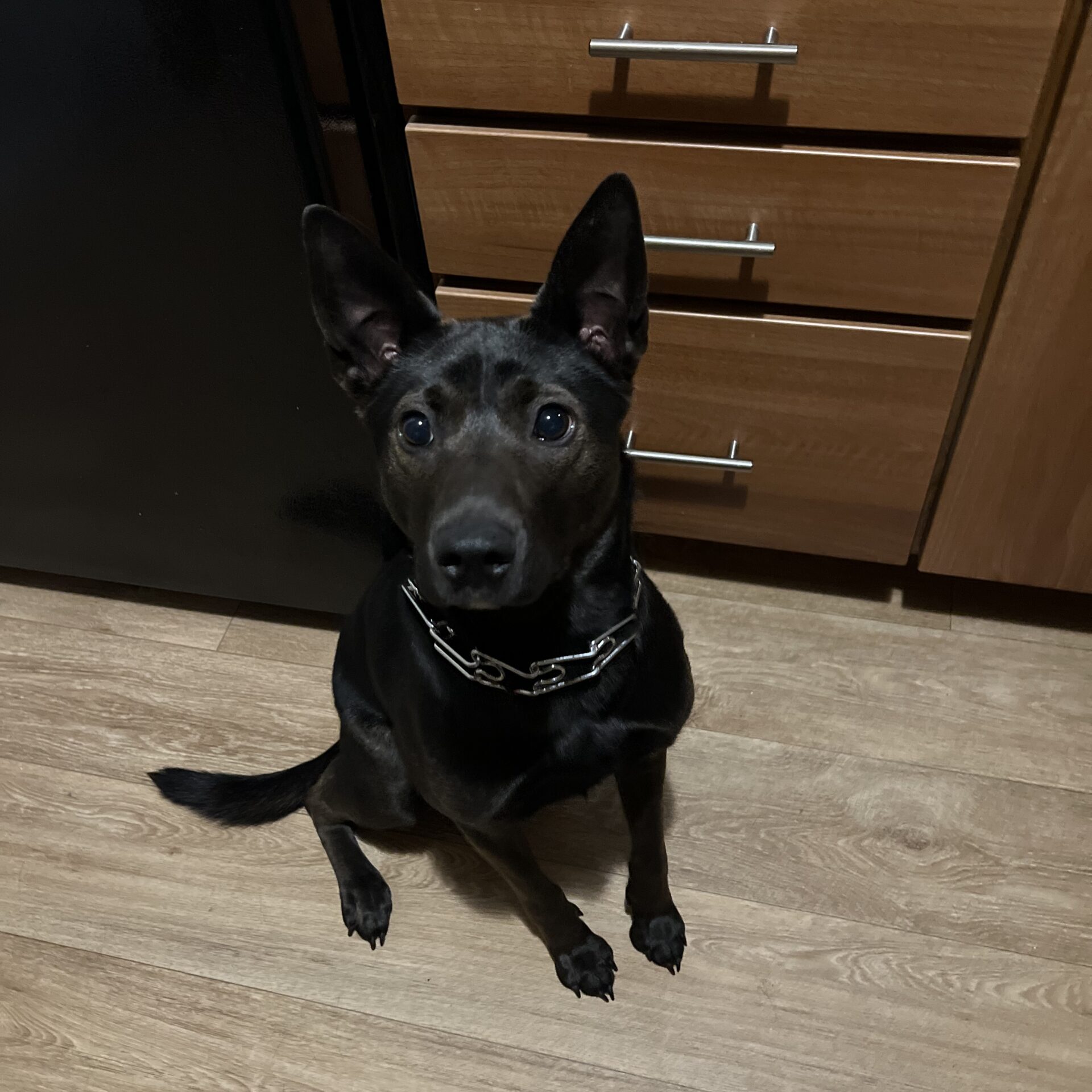 Schipperke Archives - Home to Home Animal Adoption