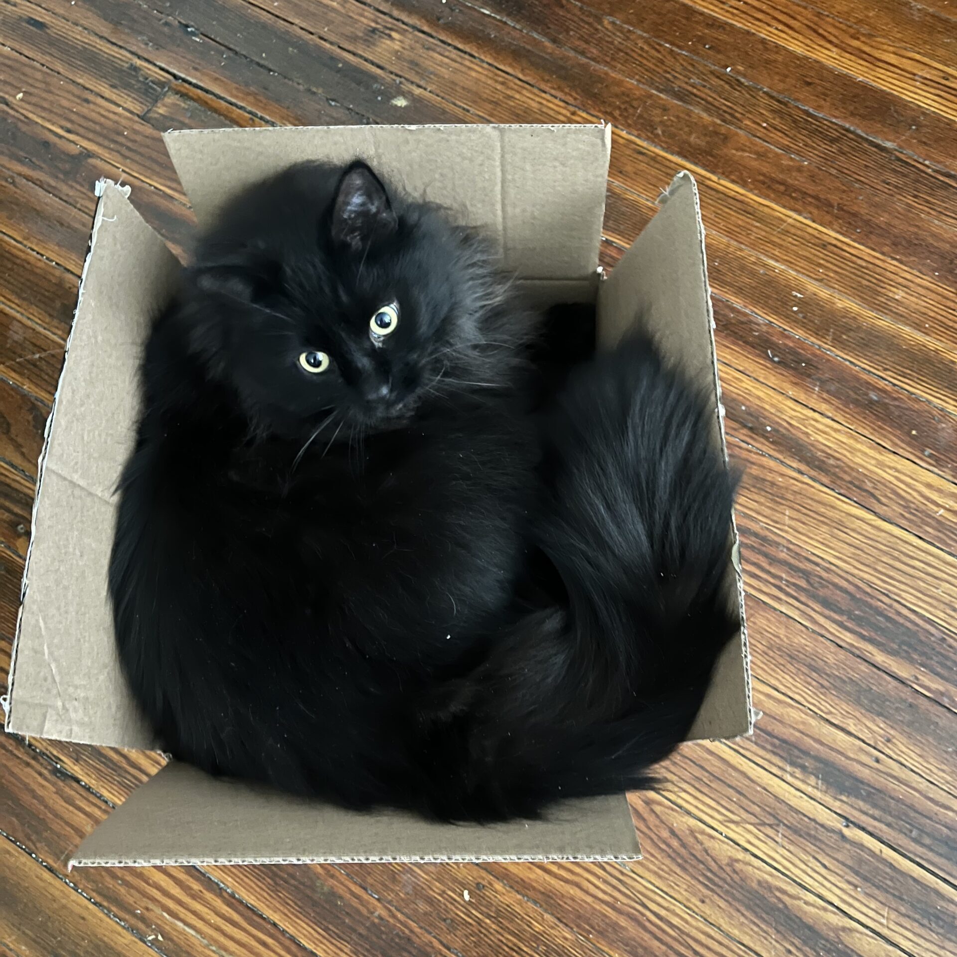 Maine Coon Archives - Home to Home Animal Adoption